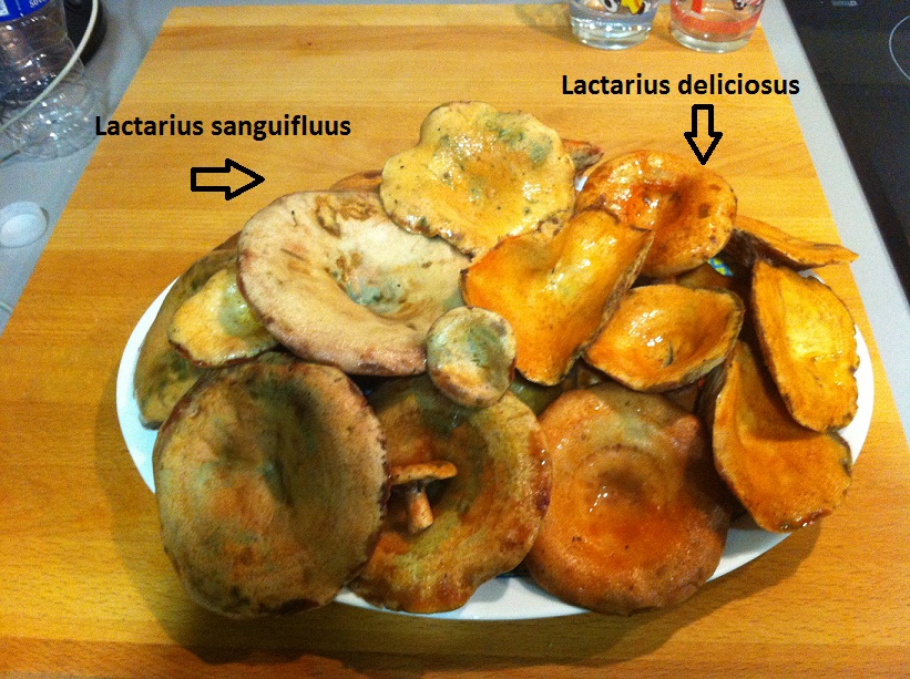 NISCALOS Y NISCALOS: NISCALOS: ¿Donde buscarlos, como conservarlos y ...